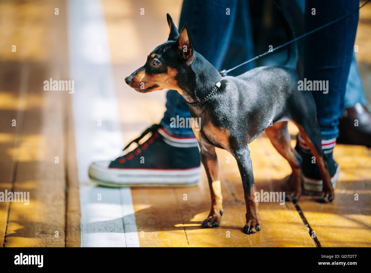 Small Young Black Miniature Pinscher Pincher dog staying on old wooden ...
