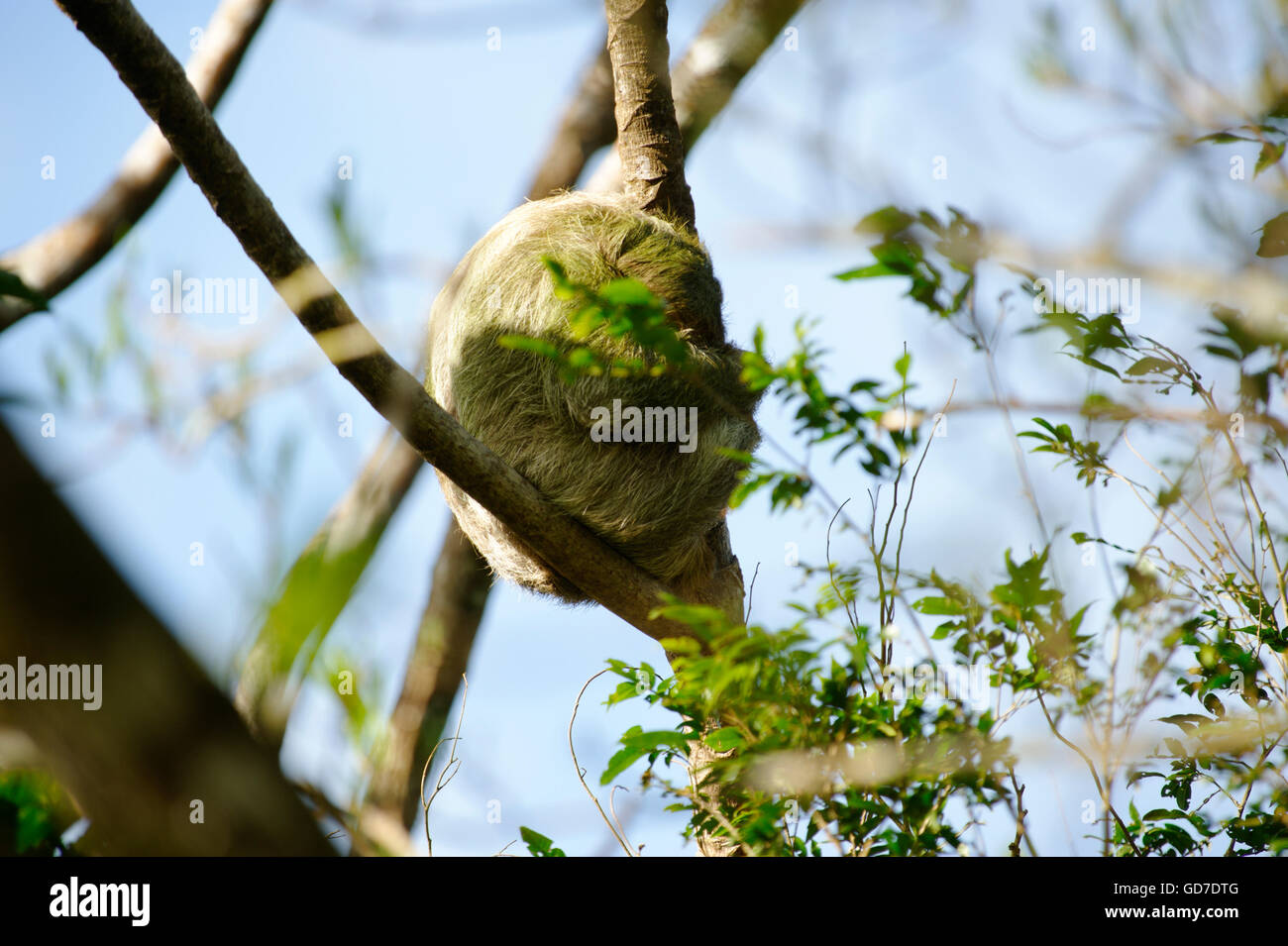 Sloth tree hi-res stock photography and images - Alamy