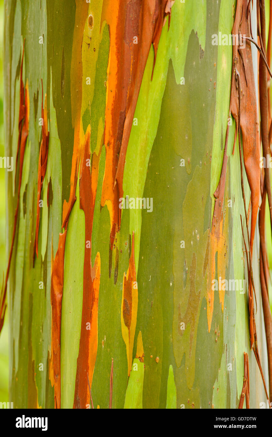 Eucalyptus Tree Trunk High Resolution Stock Photography and Images - Alamy