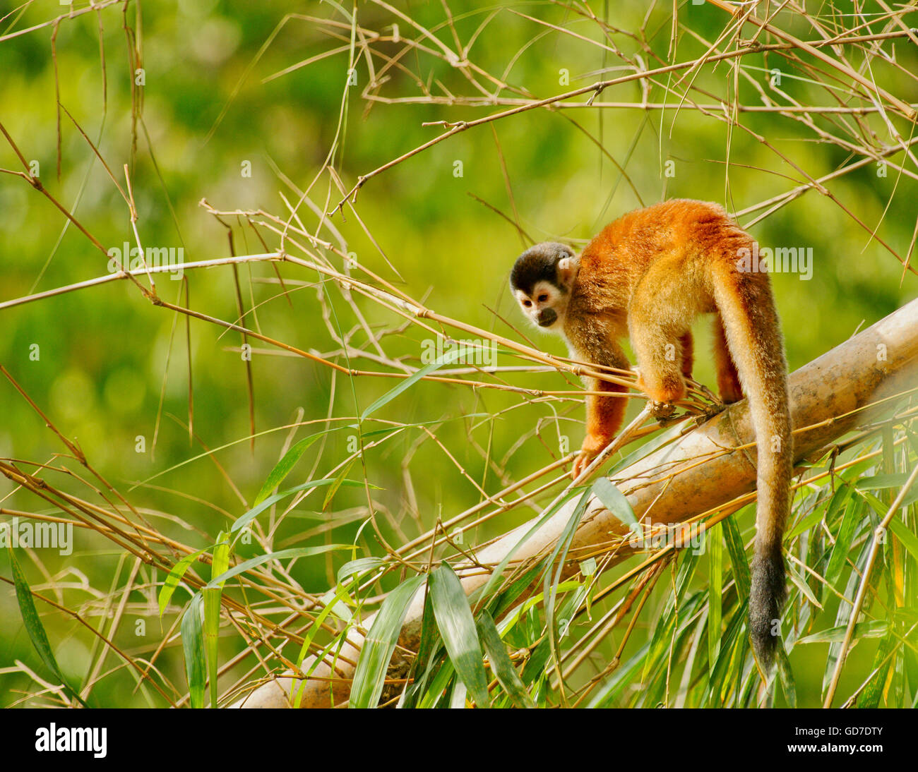 Monkey wandering hi-res stock photography and images - Alamy