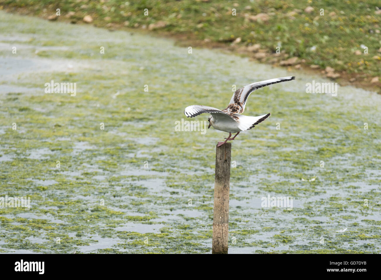 A fledgling Black Headed gull wing flapping on a post Stock Photo - Alamy