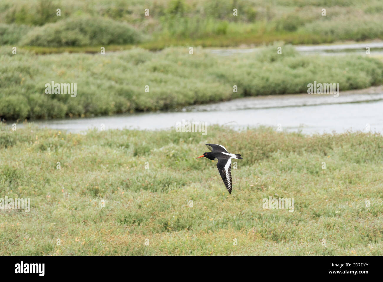 An Oystercatcher flying over a salt marsh Stock Photo - Alamy