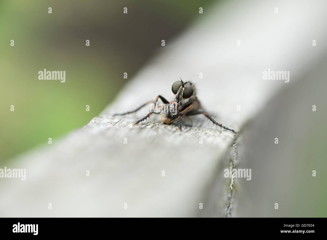 A Robber-fly feeding on a captured smaller fly Stock Photo - Alamy