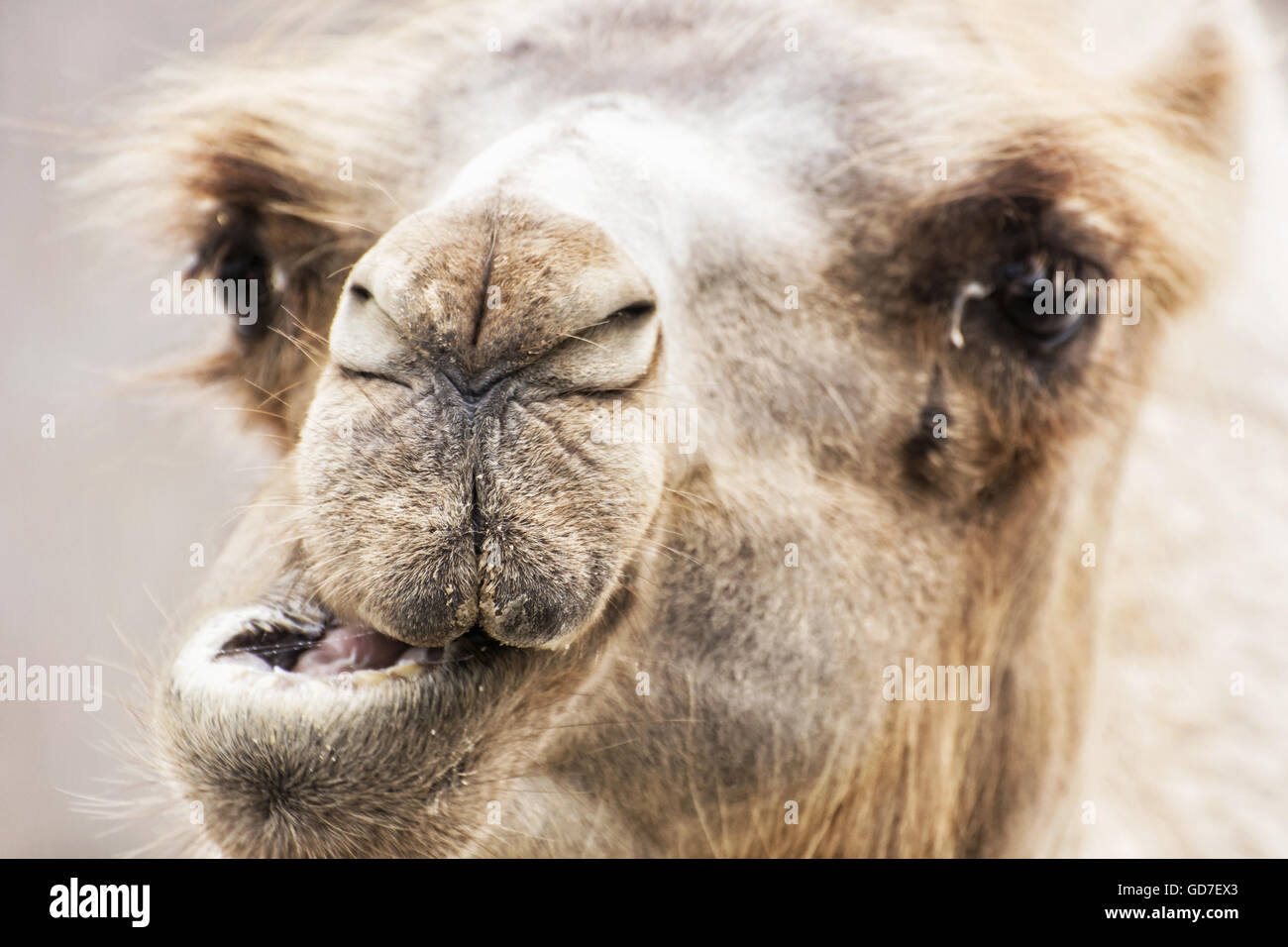 Bactrian camel camelus head snout hi-res stock photography and images ...