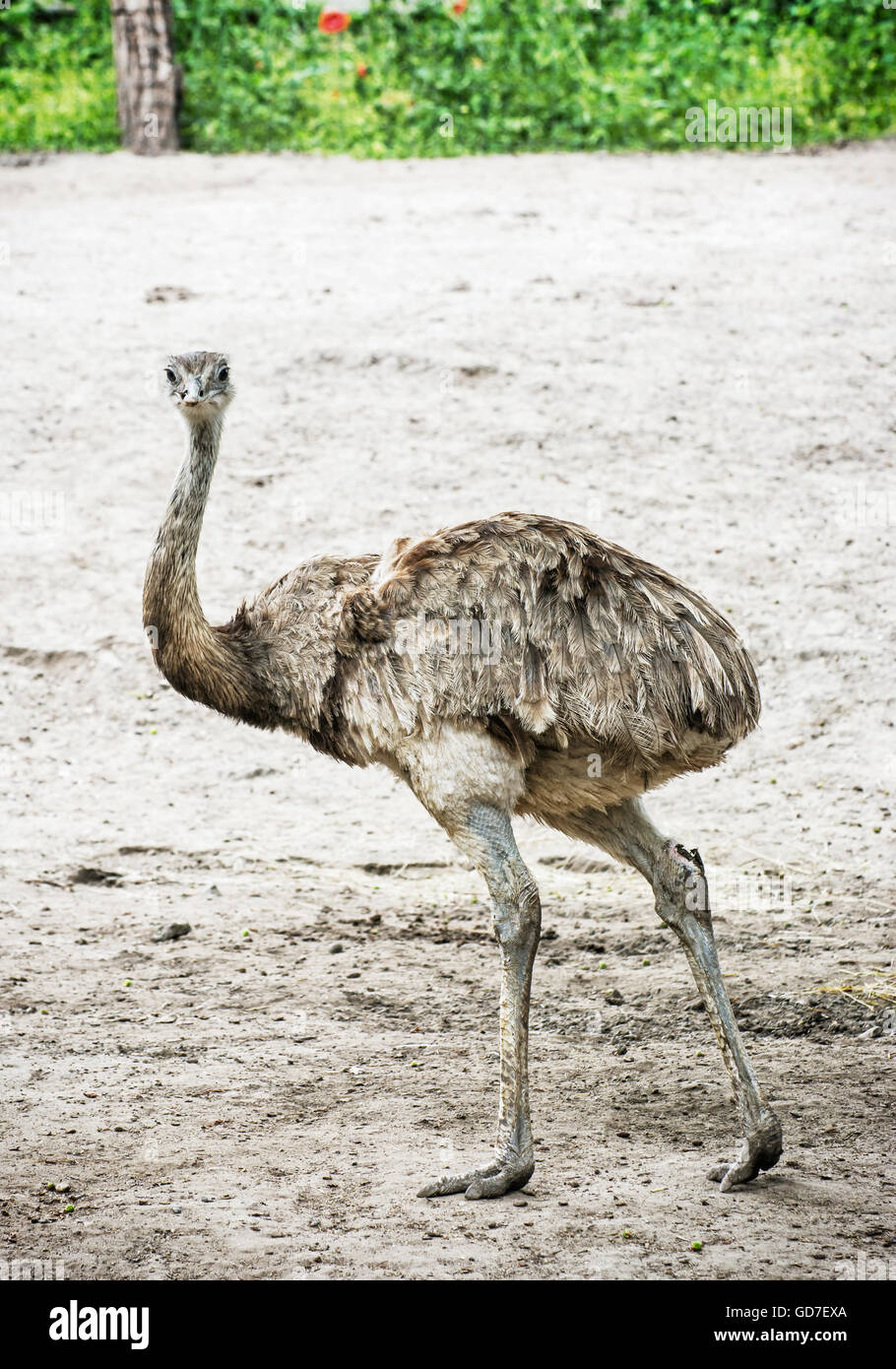 Emu - Dromaius novaehollandiae - is the second-largest living bird by ...