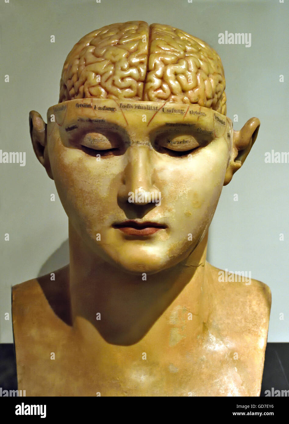 Franz joseph gall phrenology hi-res stock photography and images - Alamy