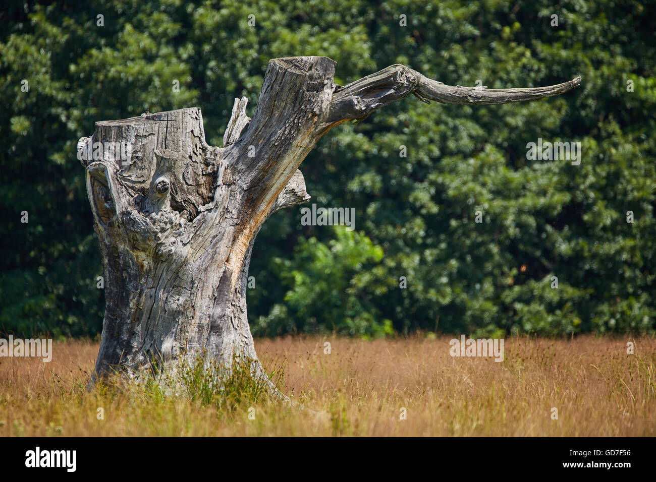 Oak stump hi-res stock photography and images - Alamy