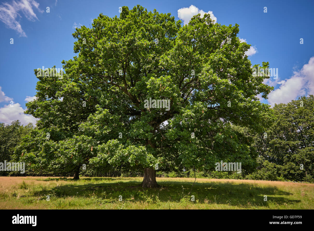 Huge centennial oak tree in hi-res stock photography and images - Alamy