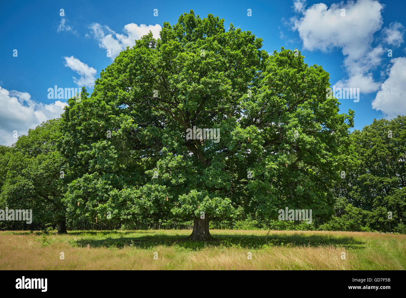 Huge centennial oak tree in front of the forest Stock Photo - Alamy