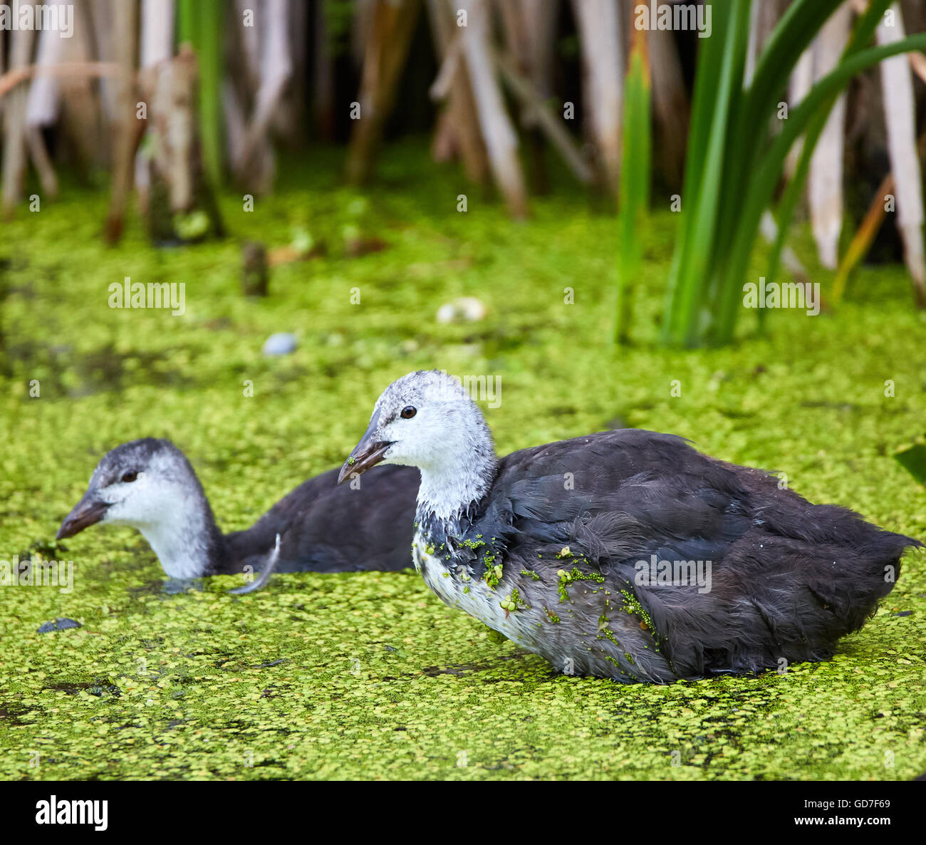 Juvenile eurasian coot (Fulica Atra) on water Stock Photo - Alamy
