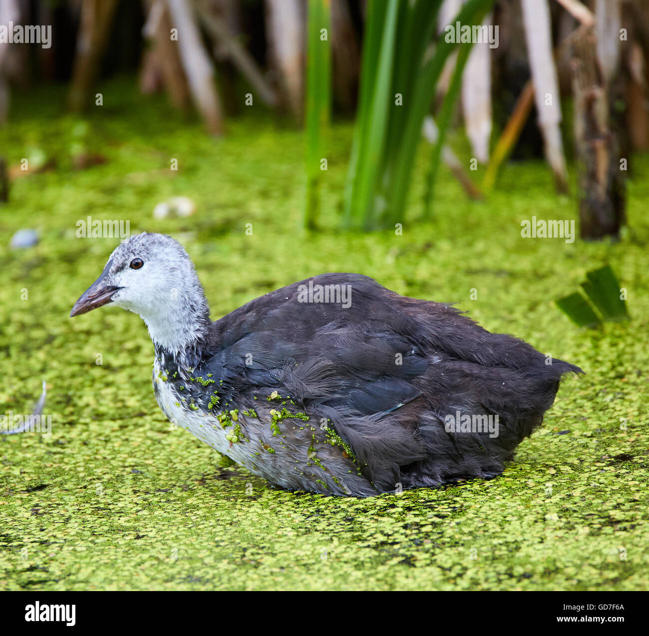 Juvenile eurasian coot (Fulica Atra) on water Stock Photo - Alamy