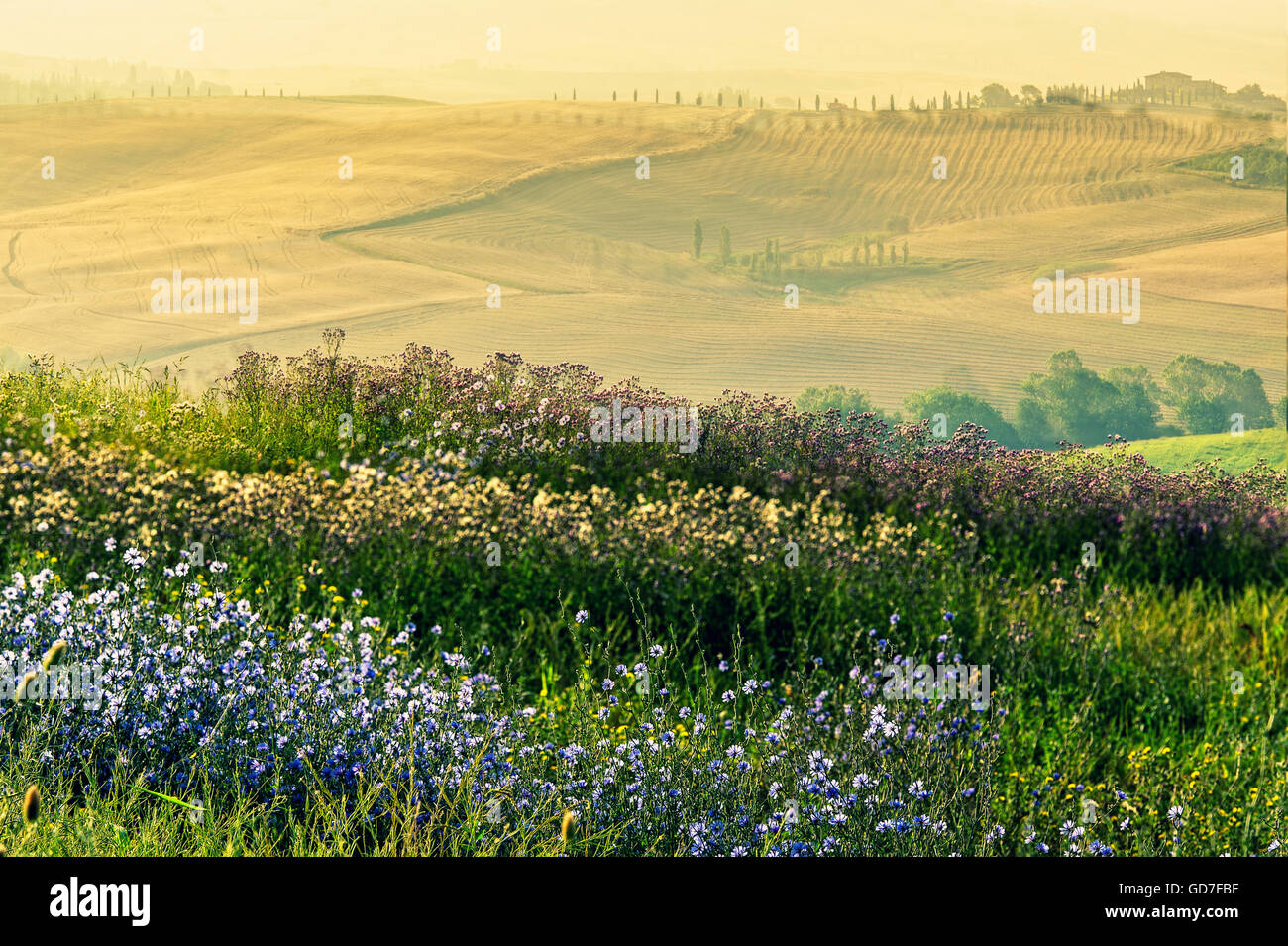 Landscape Tuscany in summer Stock Photo - Alamy