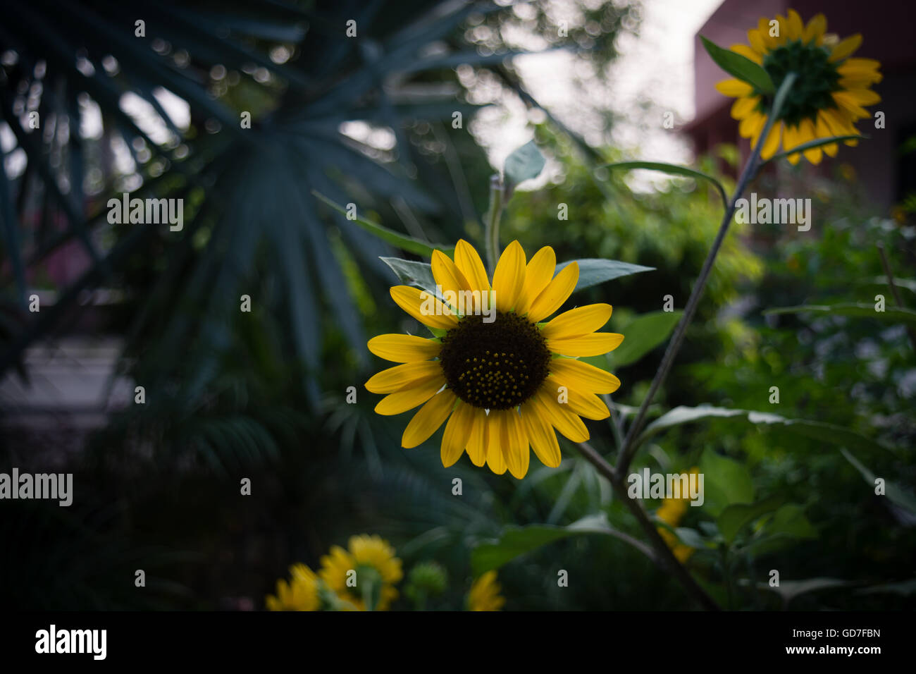 Sunflowers facing the sun hi-res stock photography and images - Alamy