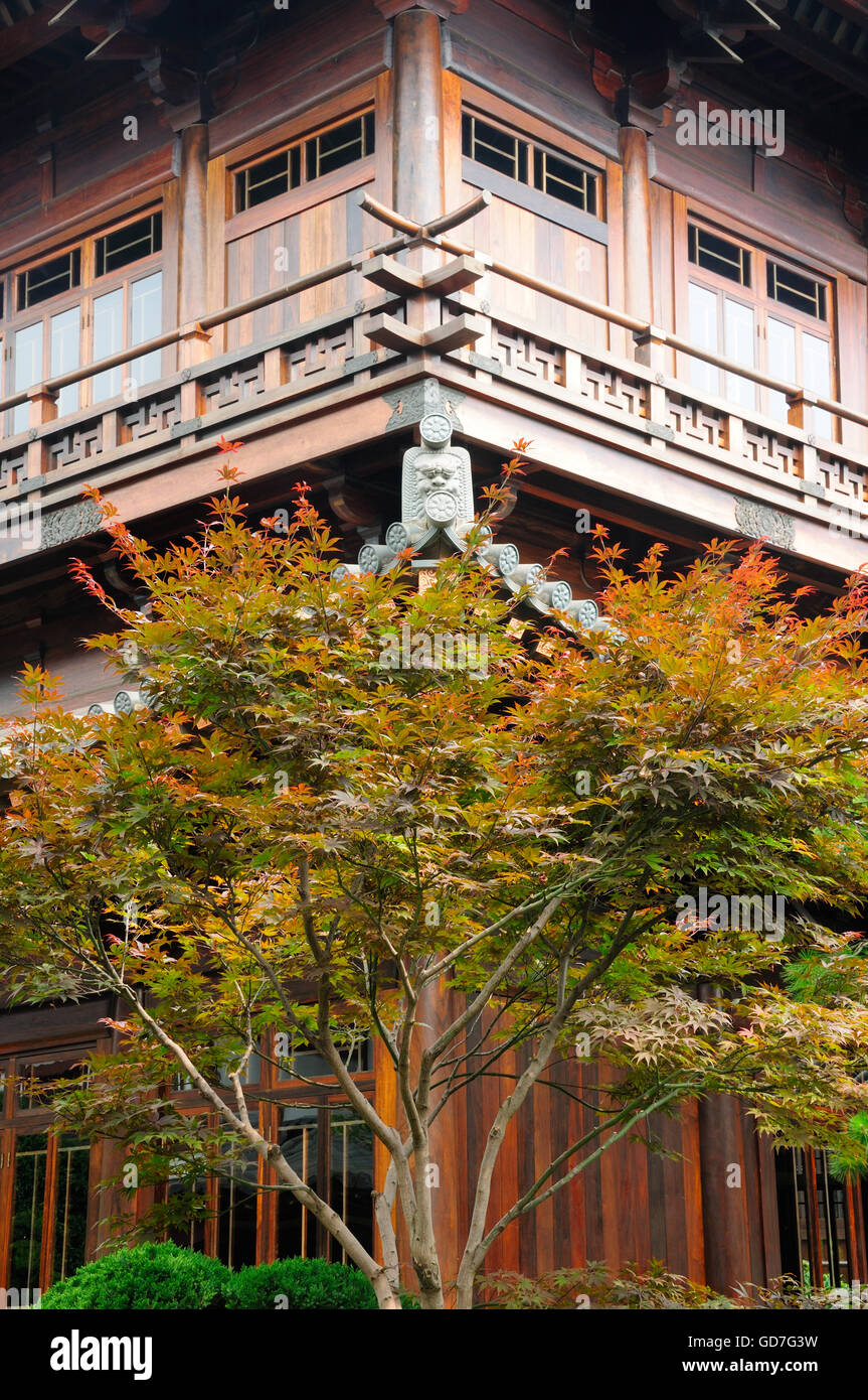 Chinese maple tree hi-res stock photography and images - Alamy