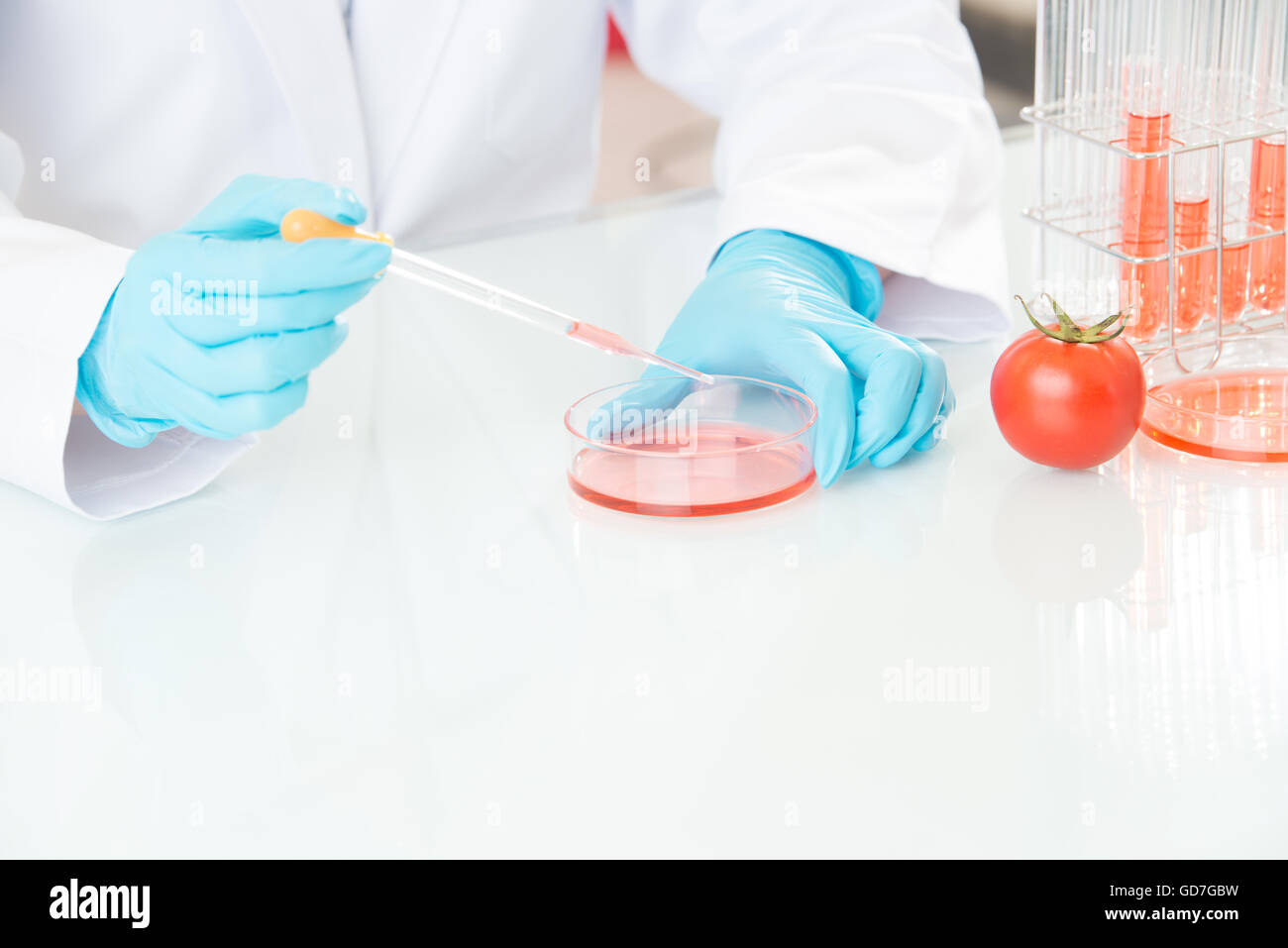 scientist examining tomato genetic modification research in laboratory ...