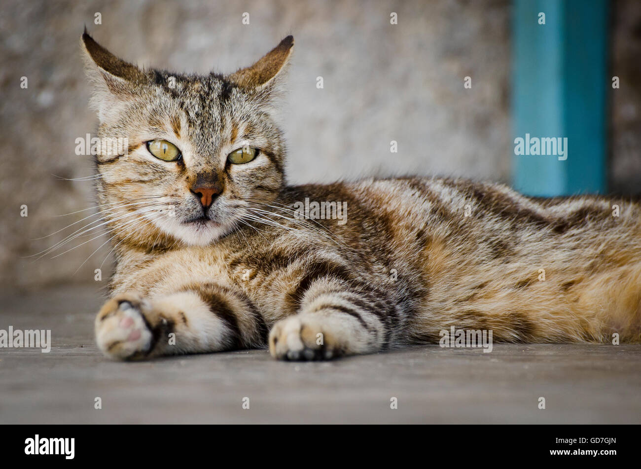 Cyprus cats hi-res stock photography and images - Alamy