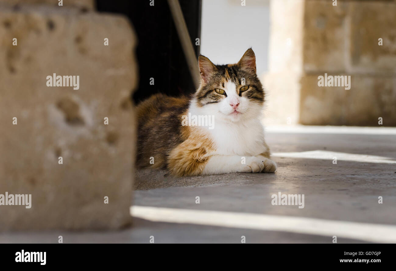Cyprus cats hi-res stock photography and images - Alamy