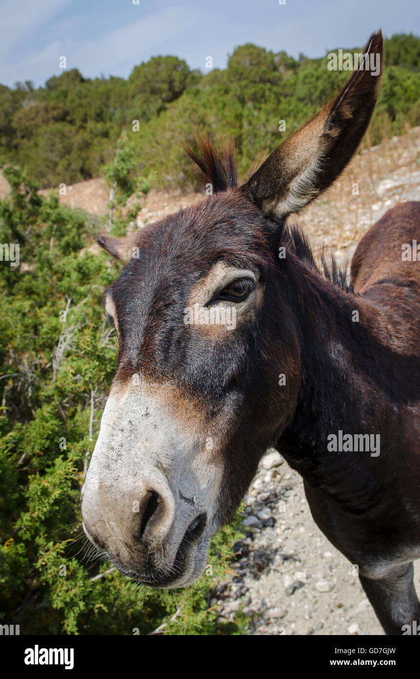 Wild donkey on the Karpas Peninsula, North Cyprus Stock Photo - Alamy