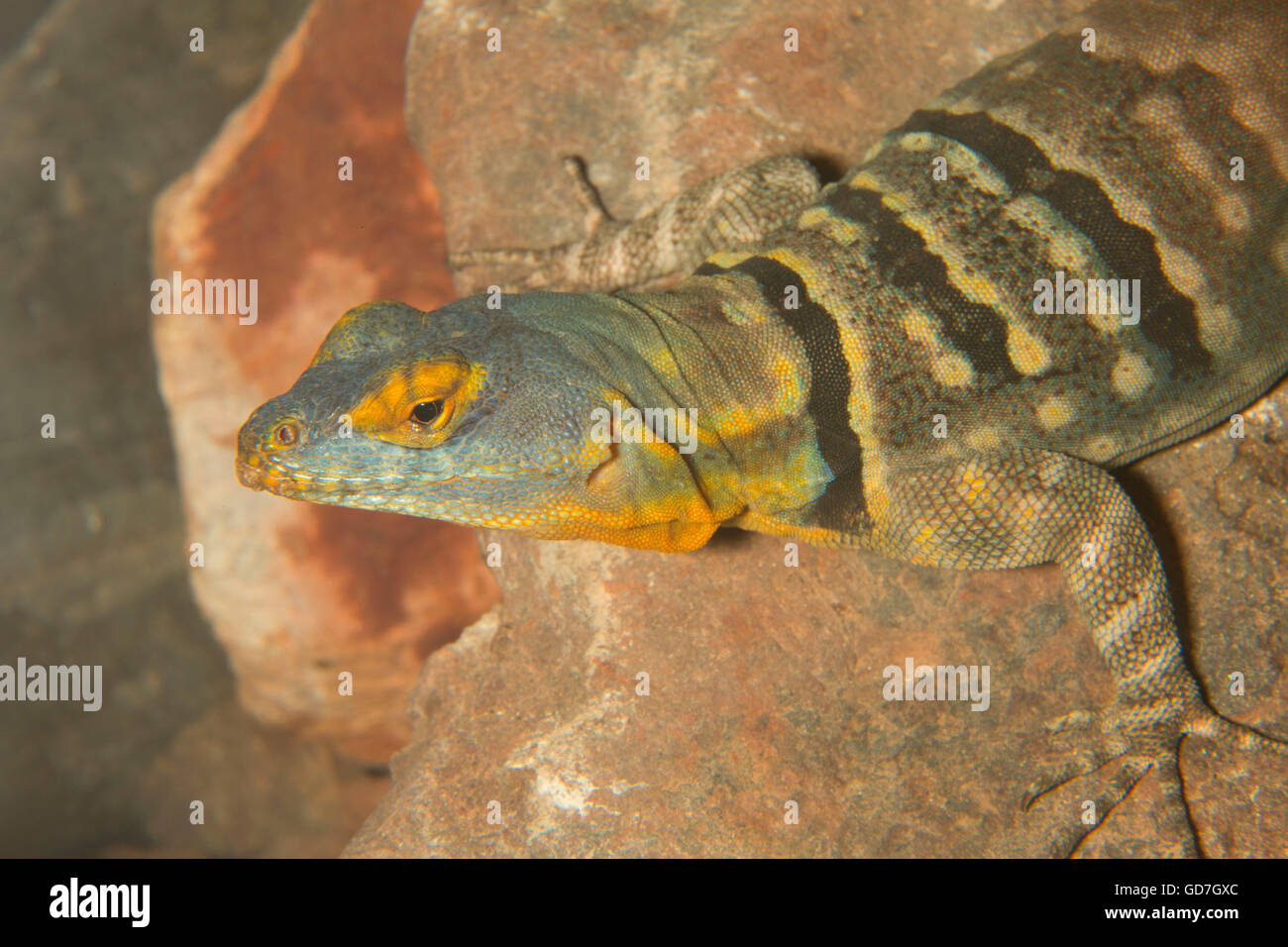 Baja Blue Rock lizard (Petrosaurus thalassinus), Phoenix Zoo, Papago ...