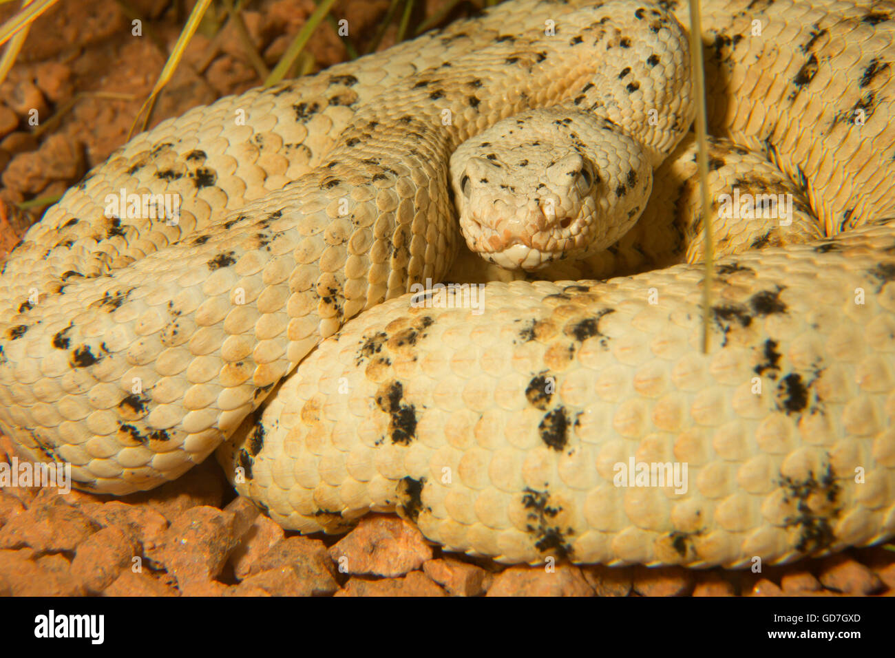 Snake zoo hi-res stock photography and images - Alamy