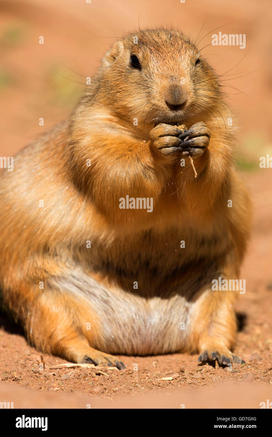 Arizona prairie dog hi-res stock photography and images - Alamy