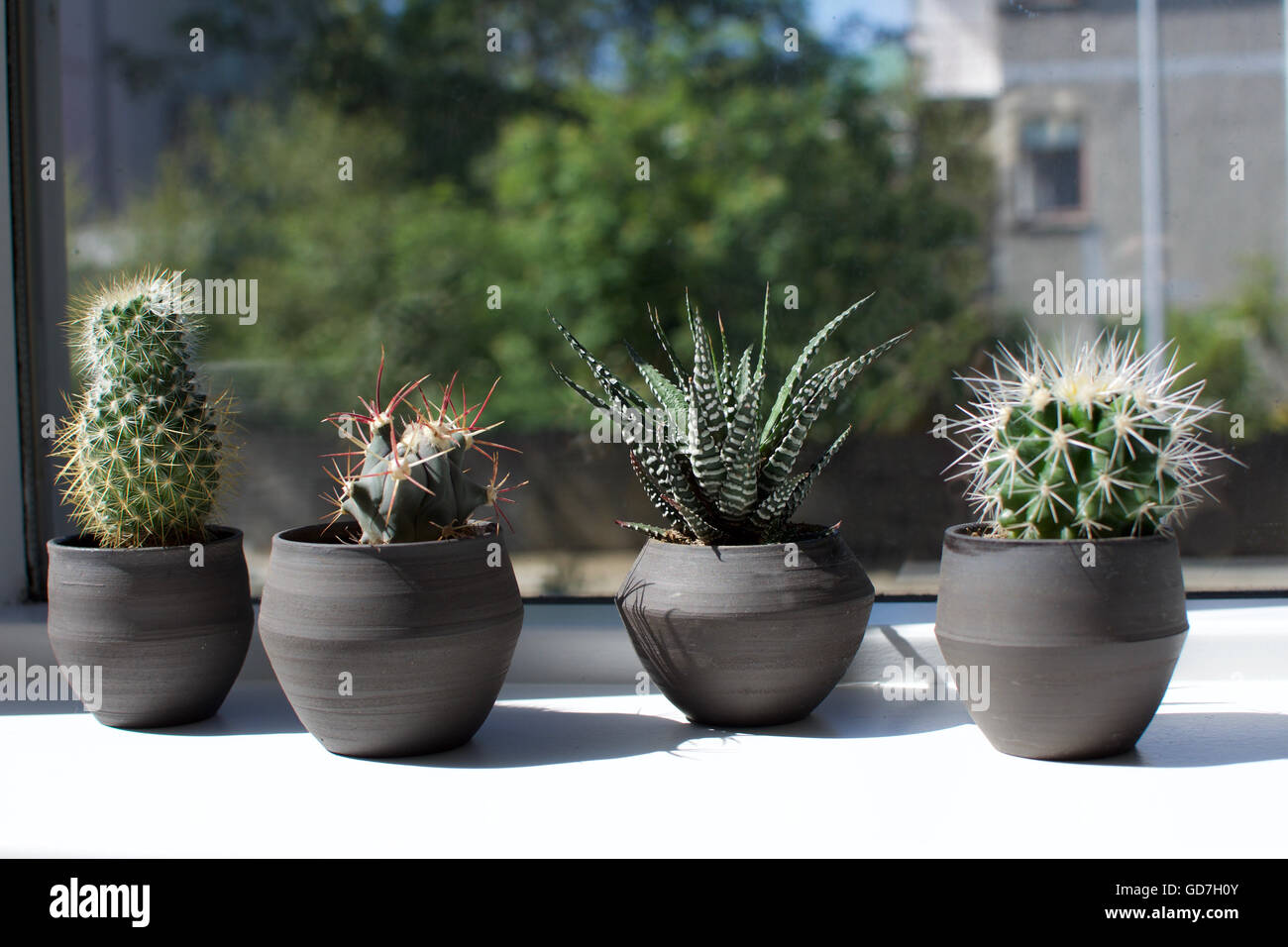 succulents in window sill Stock Photo - Alamy
