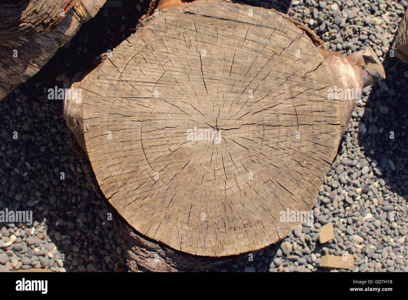 tree trunk background Stock Photo - Alamy