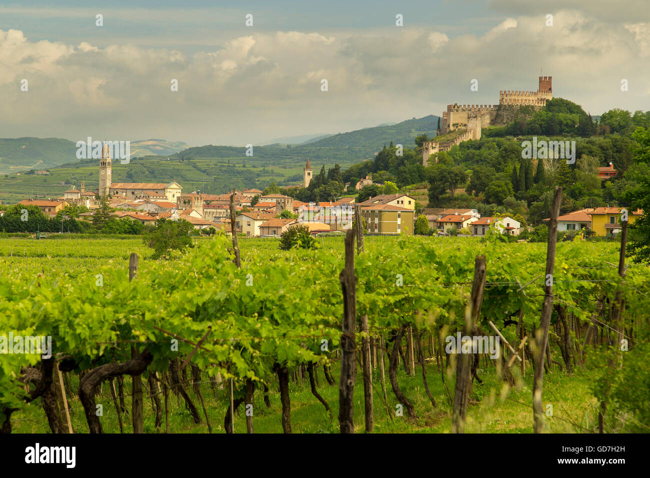 Soave town and castle with vineyards in foreground: home of the famous ...
