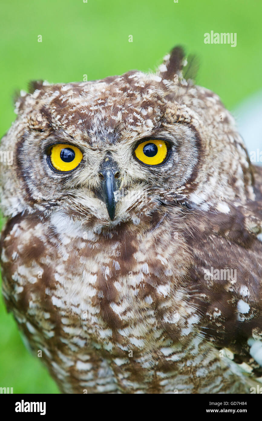 Owl looks straight at the photographer Stock Photo - Alamy