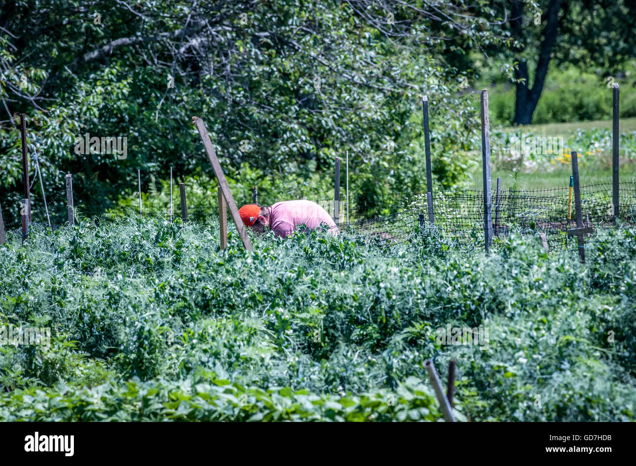 This man is hard at work, weeding down deep to the roots. What he grows ...