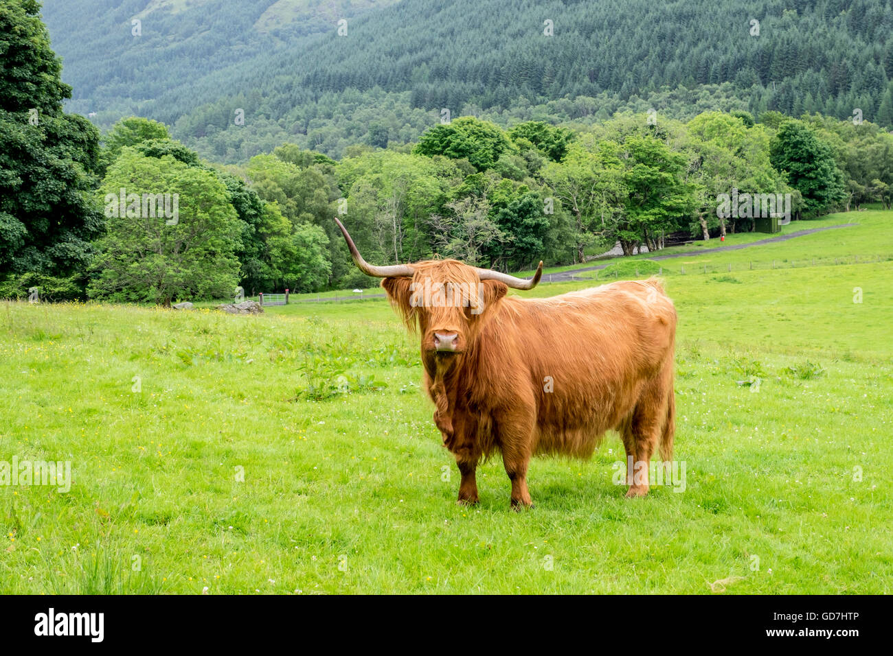 Shaggy haired and long horned Highland cow stands in a grassy field ...