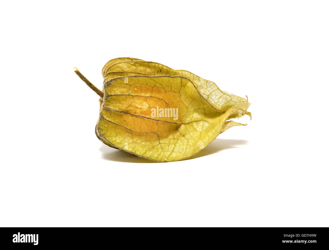 Freshness physalis fruit closeup on white background Stock Photo - Alamy