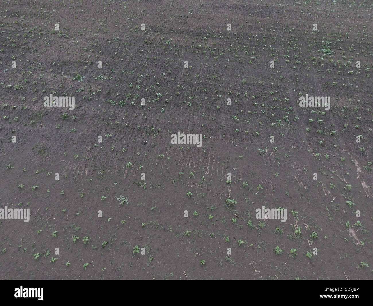 Top view of a field of sunflower seedlings. The cultivation of oilseed ...