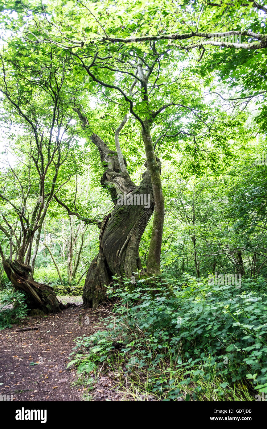 Scottish woodland path with sun shining through the leaves of old trees ...