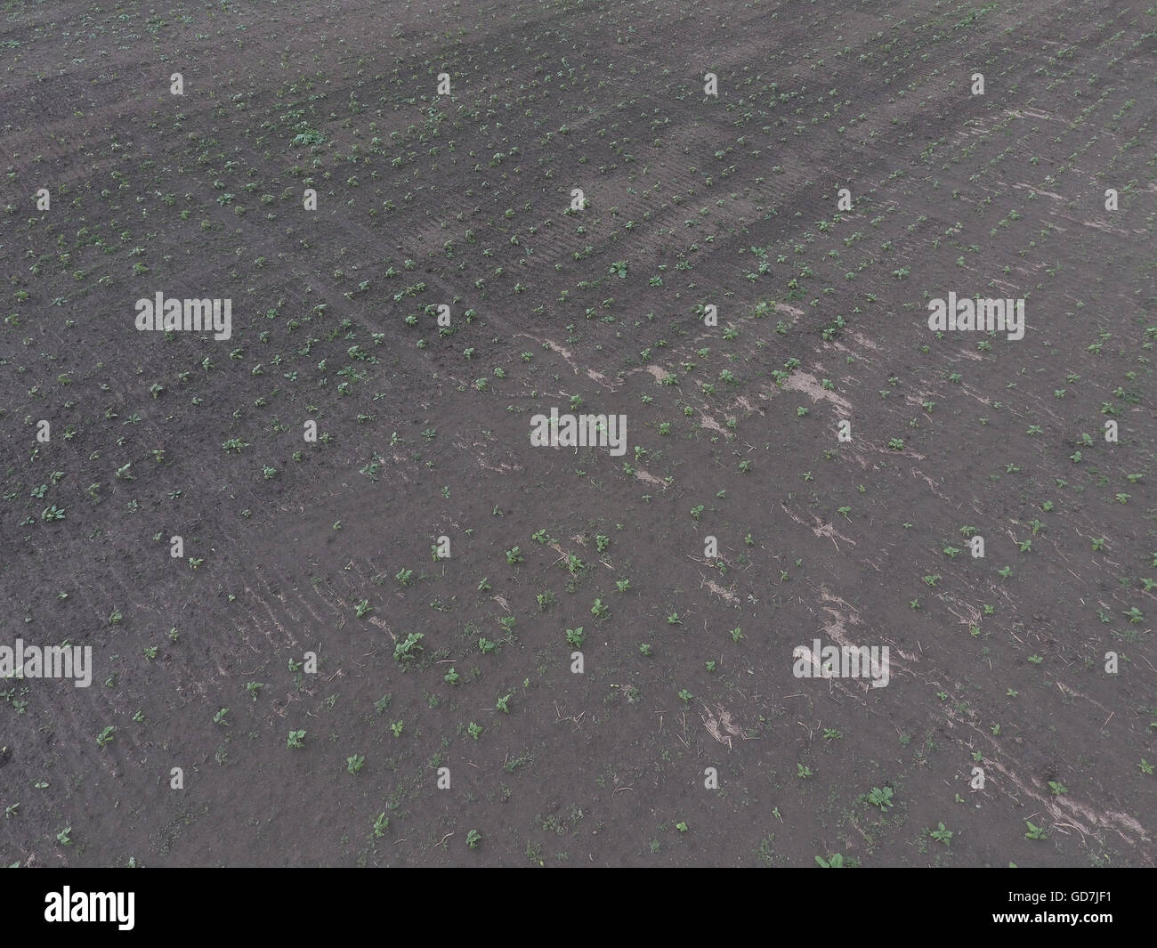 Top view of a field of sunflower seedlings. The cultivation of oilseed ...