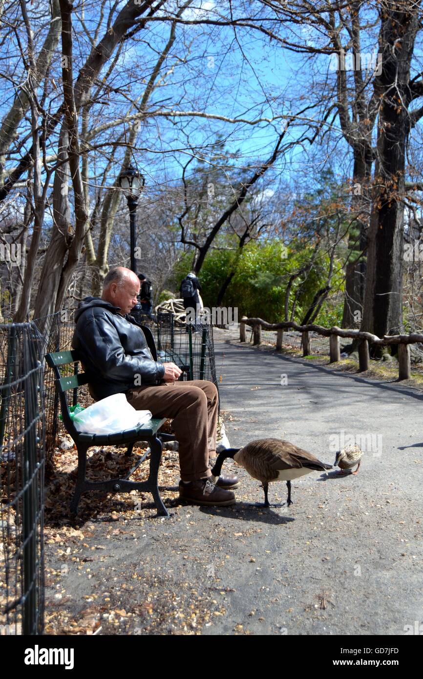 Birds ducks central park hi-res stock photography and images - Alamy