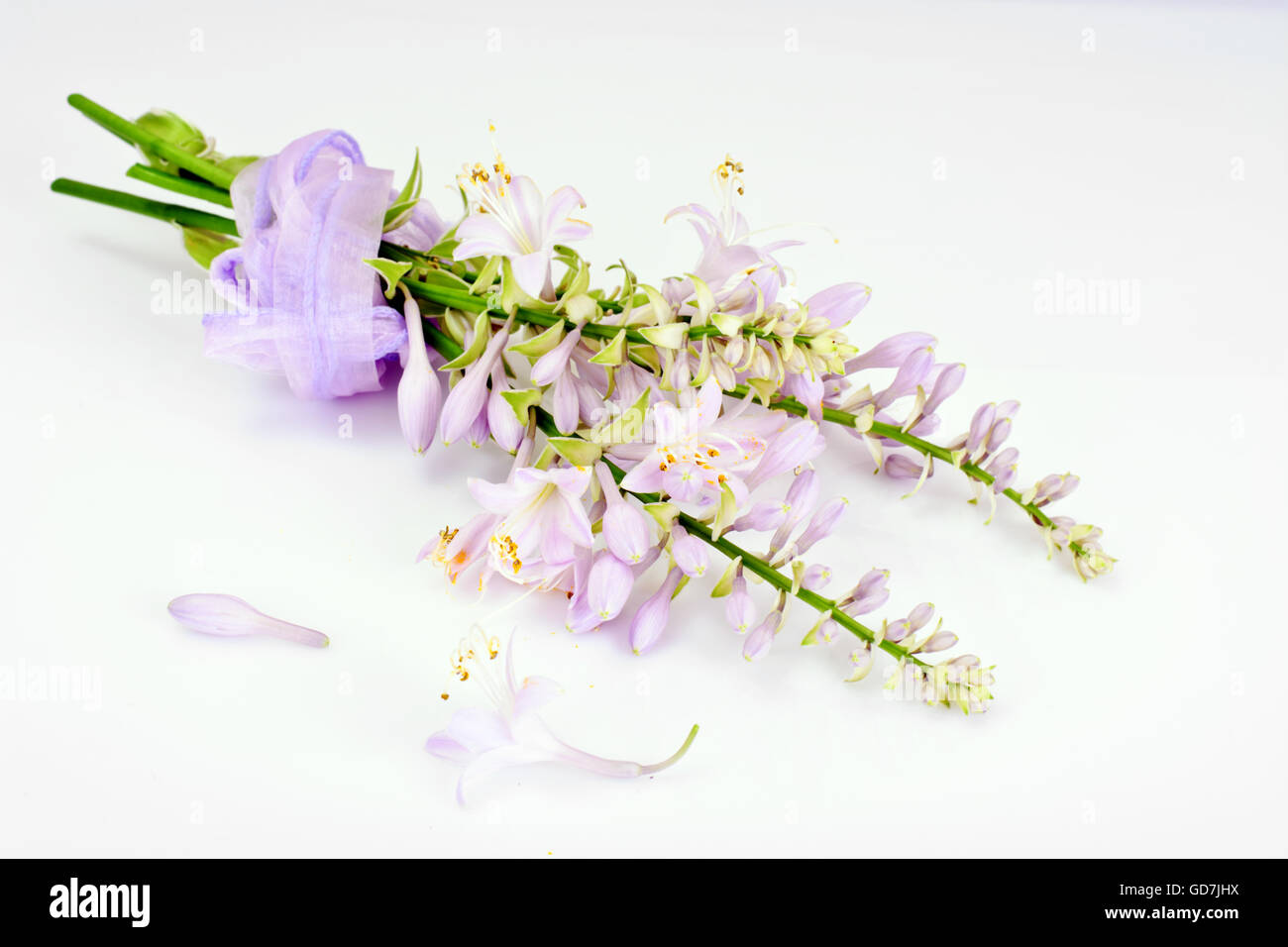 Host plants white flowers hi-res stock photography and images - Alamy