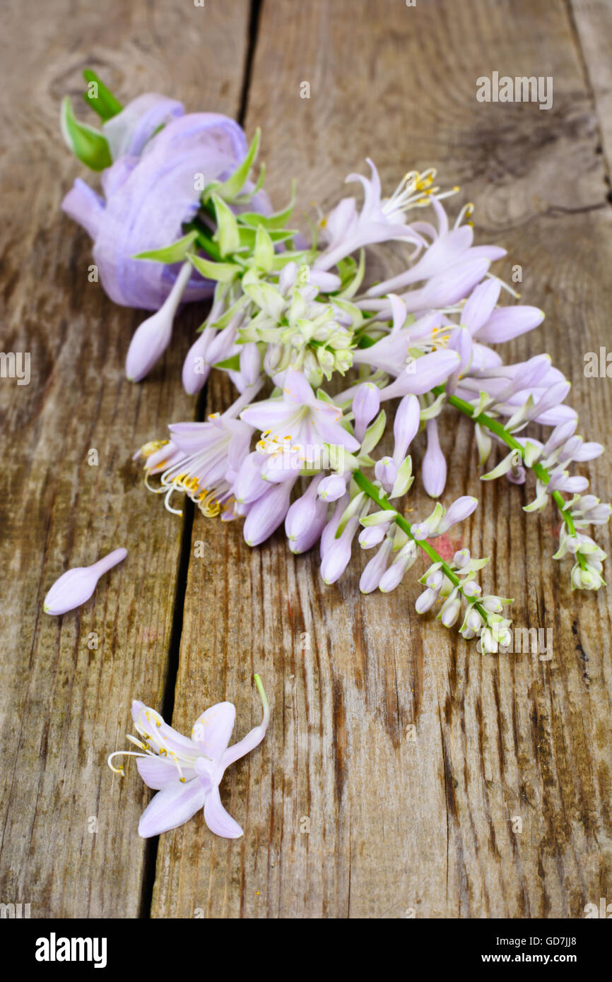 Flowers Hosts Natural Photo Stock Photo - Alamy