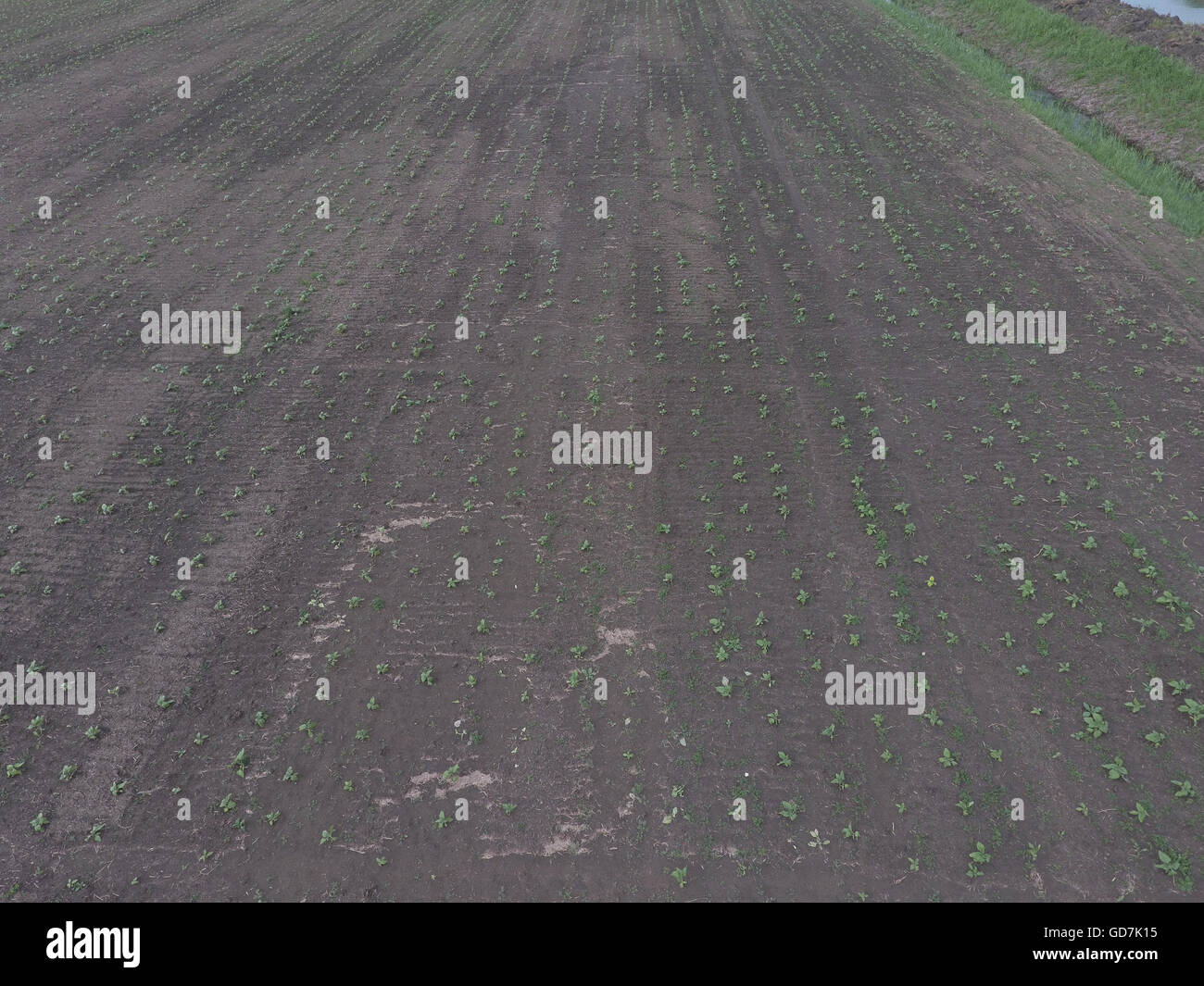 Top view of a field of sunflower seedlings. The cultivation of oilseed ...