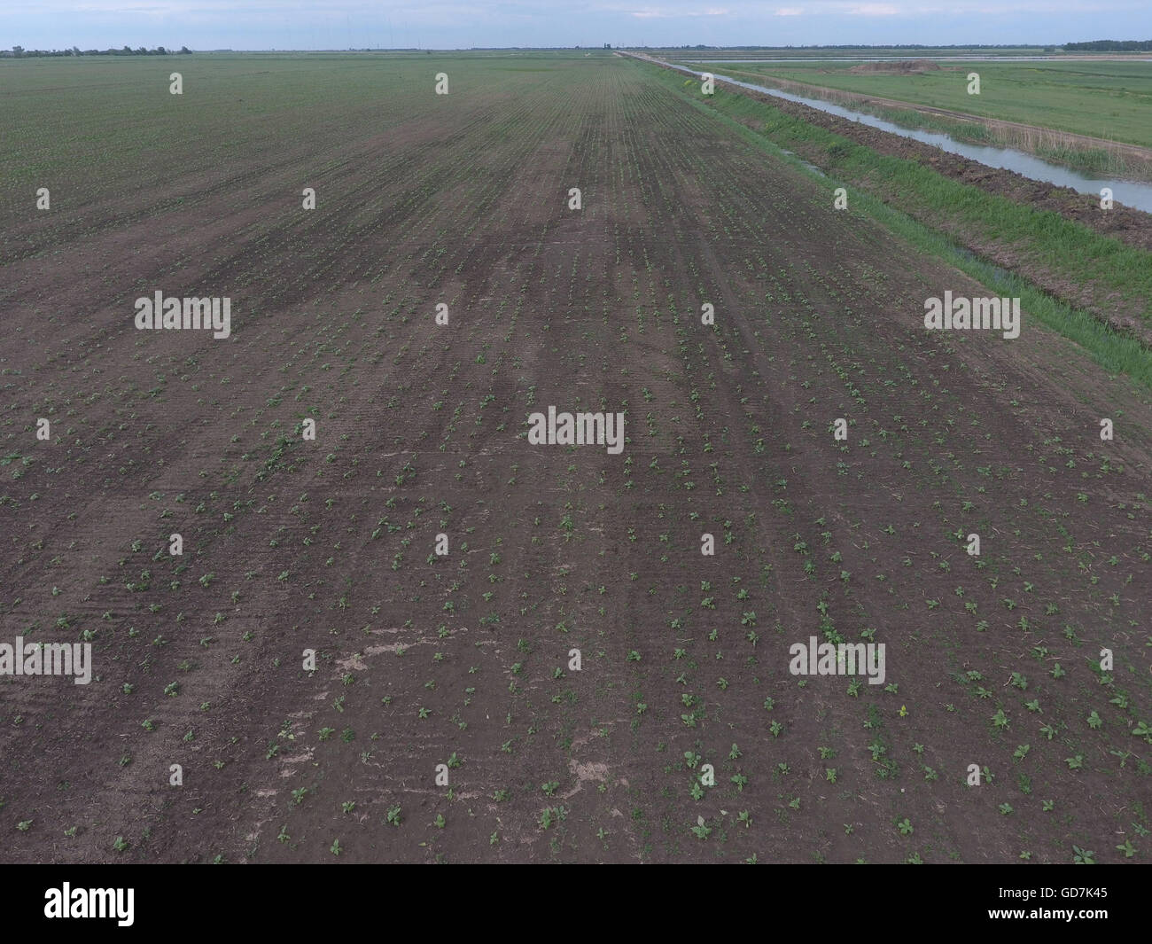 Top view of a field of sunflower seedlings. The cultivation of oilseed ...