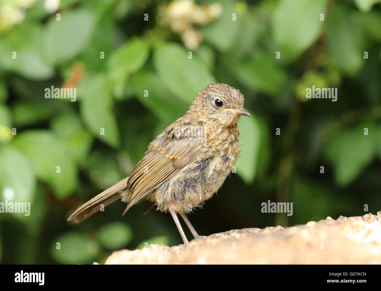 Trunk on baby hi-res stock photography and images - Alamy