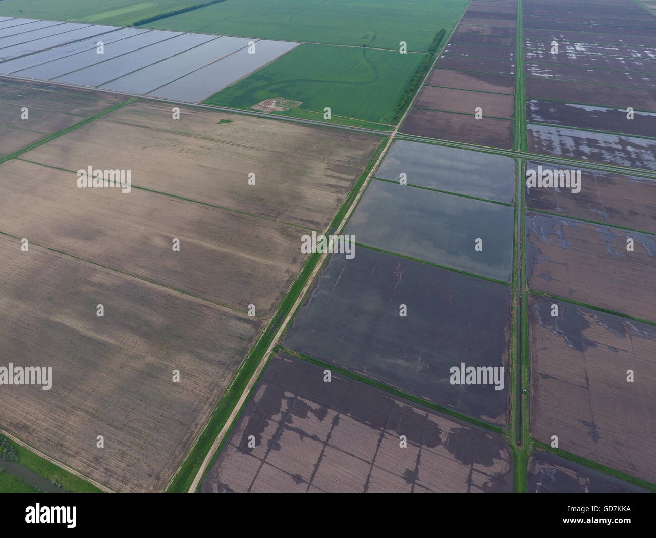 Flooded rice paddies. Agronomic methods of growing rice in the fields ...