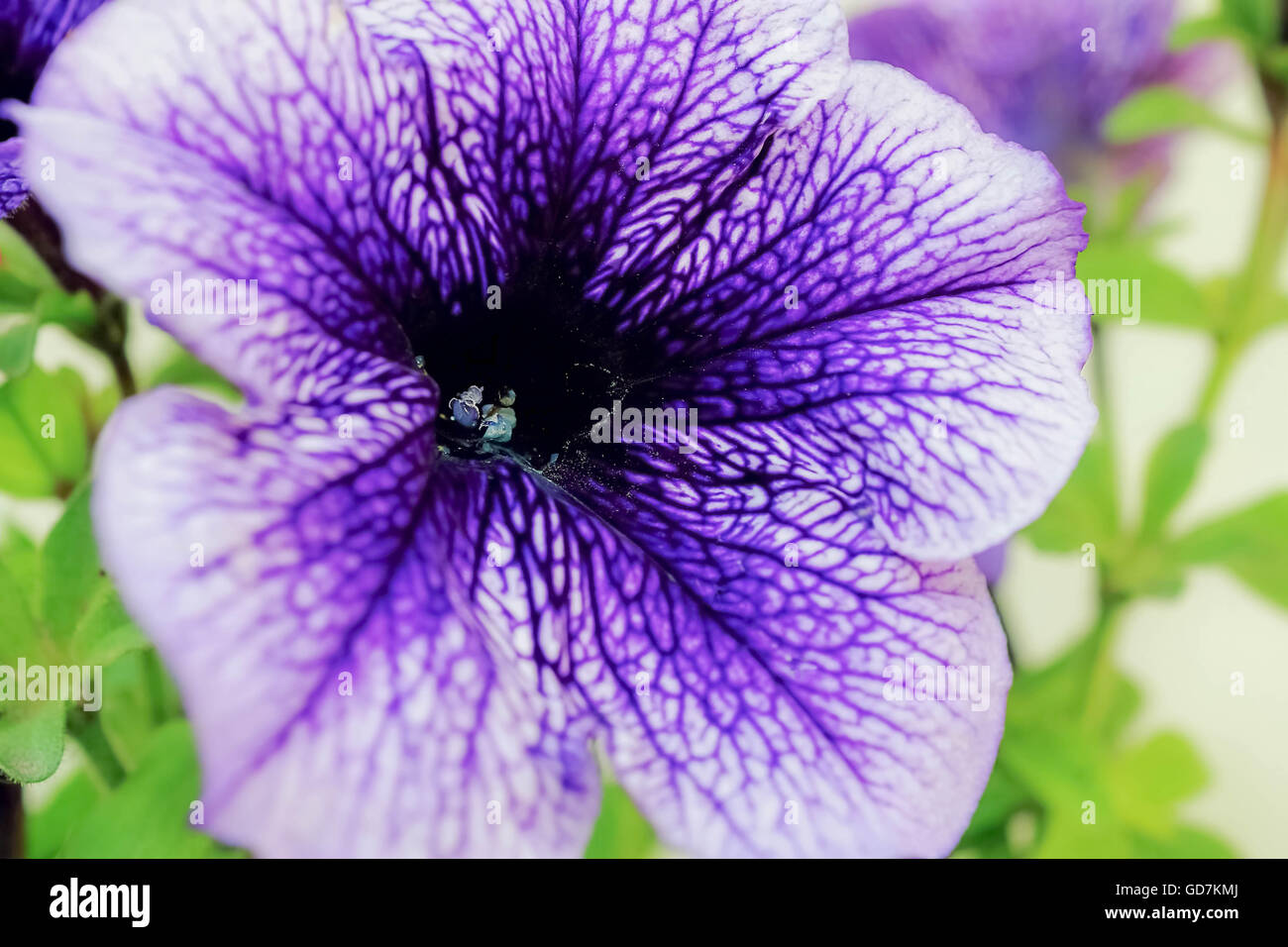 Petunia flower hi-res stock photography and images - Alamy