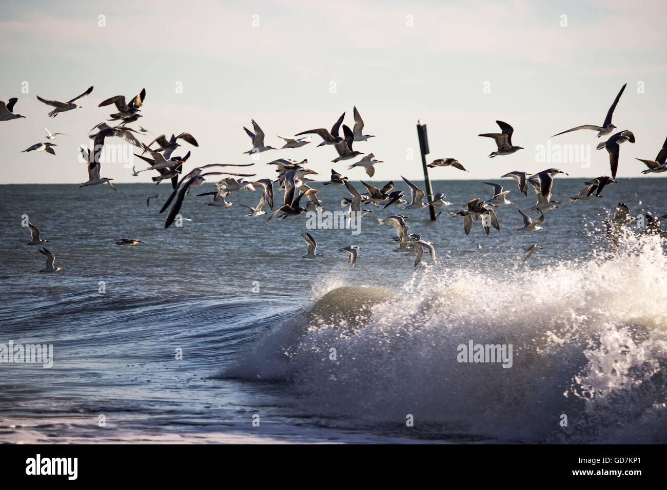 Breaking wave and birds hi-res stock photography and images - Alamy