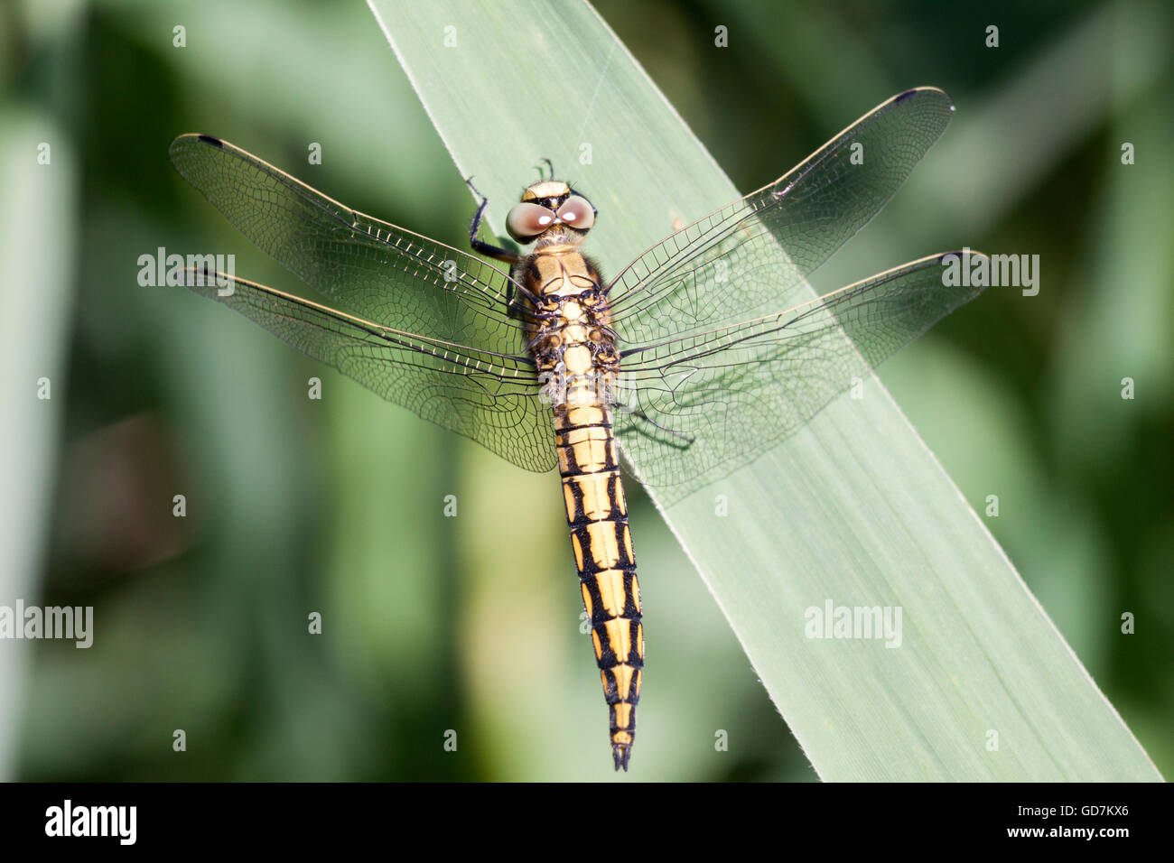 Close up photo of yellow libel insect (Orthetrum cancellatum Stock ...