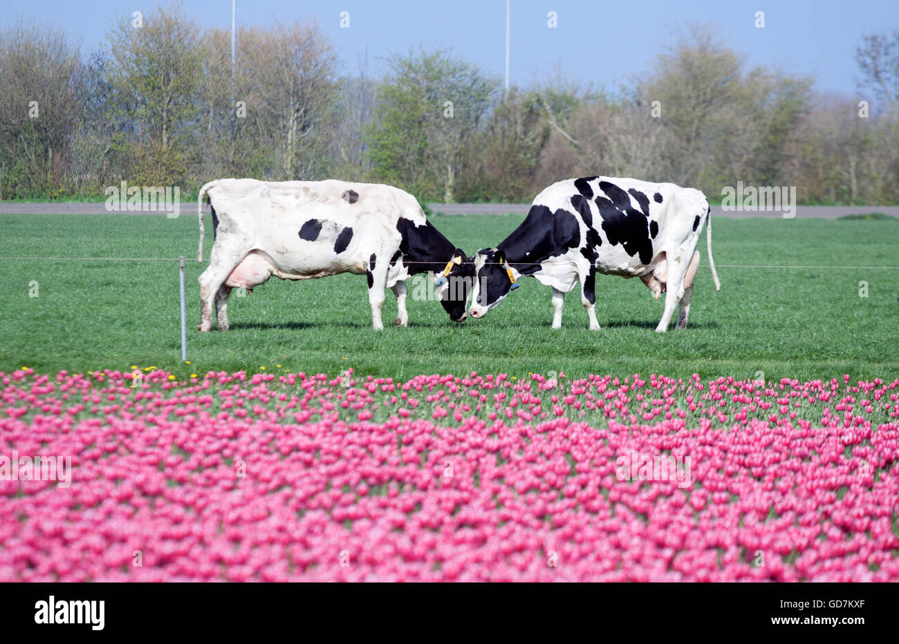 Dutch landscape dutch red holstein hi-res stock photography and images ...
