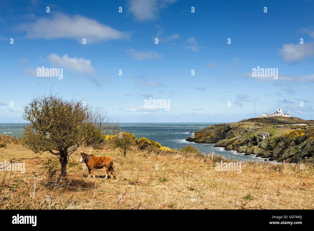 Solitary horse with Point Lynas Lighthouse in the background Stock ...