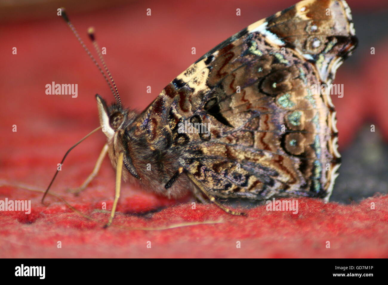 Close Up Butterfly Stock Photo - Alamy