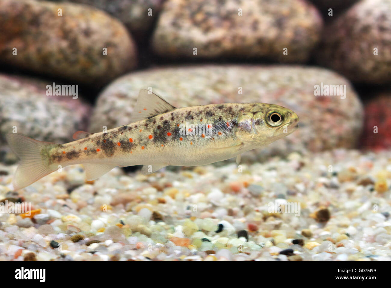 Salmo trutta Brown Trout Stock Photo - Alamy