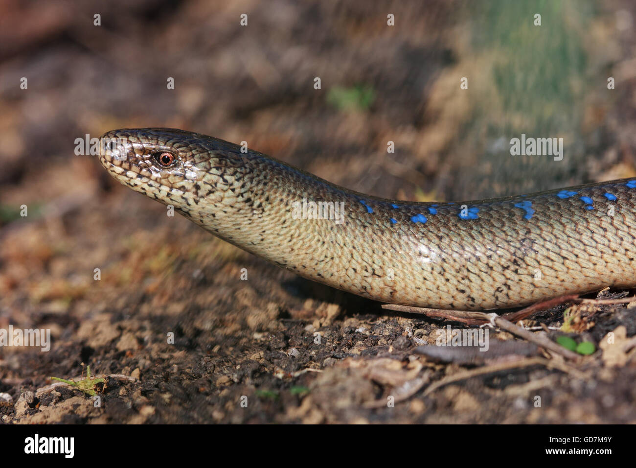 Anguis fragilis Slow Worm Stock Photo - Alamy